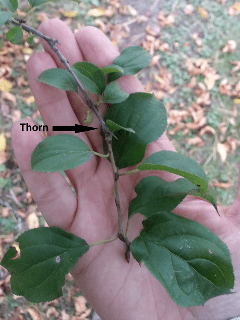Invasive Species Spotlight: Common Buckthorn - Leech Lake News